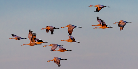 DistillerSR | Systematic Review Software | Literature Review Software